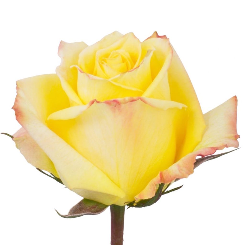 Mohana – International Flowers – EC