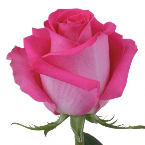 Topaz – International Flowers – EC