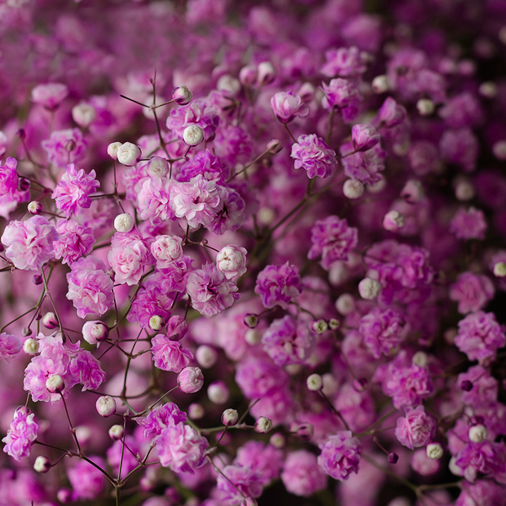 Gypsophilas – International Flowers – EC